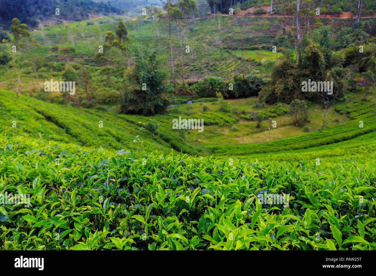 green tea plantations high in the mountains Stock Photo - Alamy