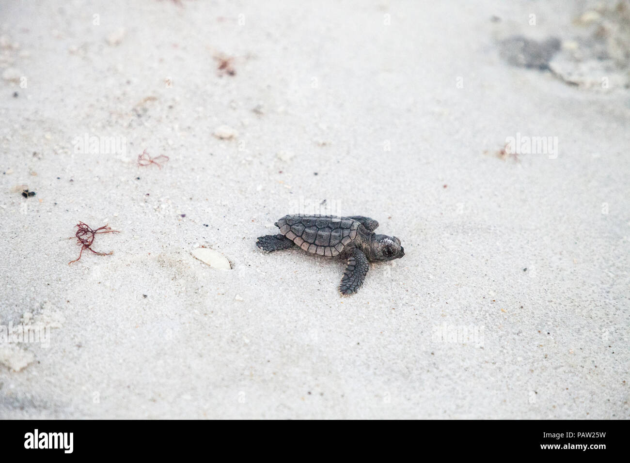 Baby turtles florida hi-res stock photography and images - Alamy