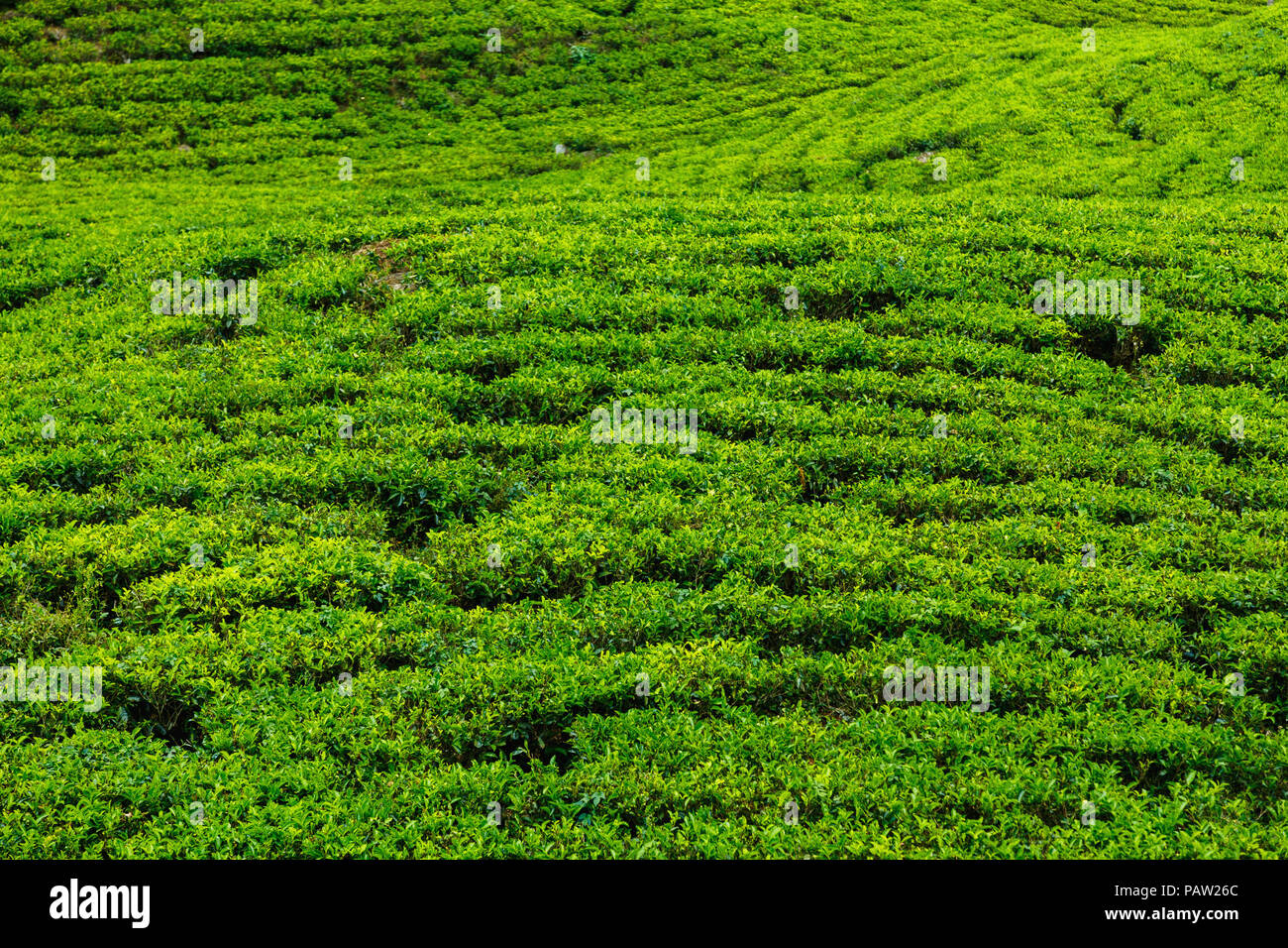 green tea plantations high in the mountains Stock Photo - Alamy