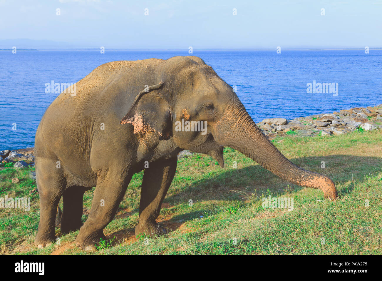 Asian elephant bathing in green hi-res stock photography and images - Alamy