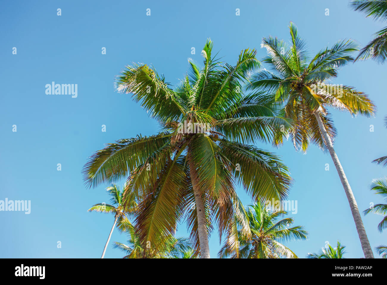 tops of high palm trees in sunlight on blue sky background Stock Photo ...
