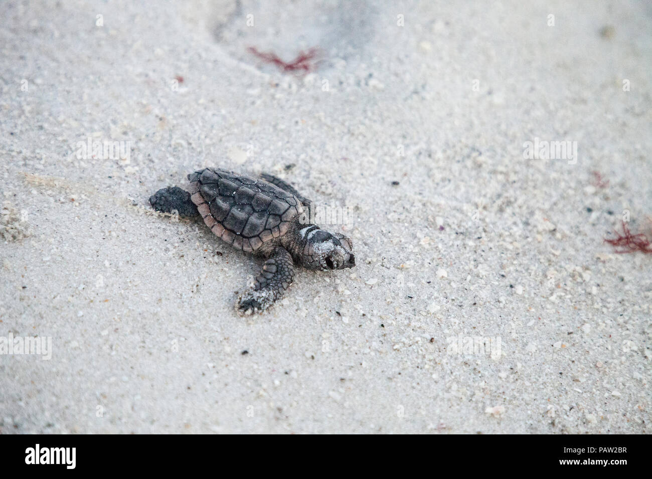 Hatchling baby loggerhead sea turtles Caretta caretta climb out of ...
