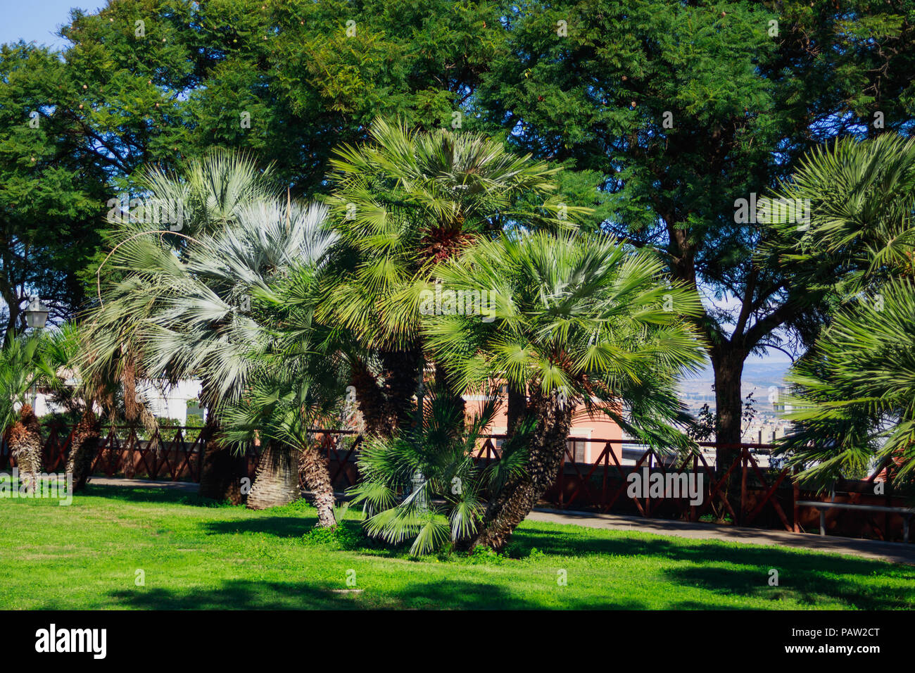 Line of palm trees on street hi-res stock photography and images - Alamy