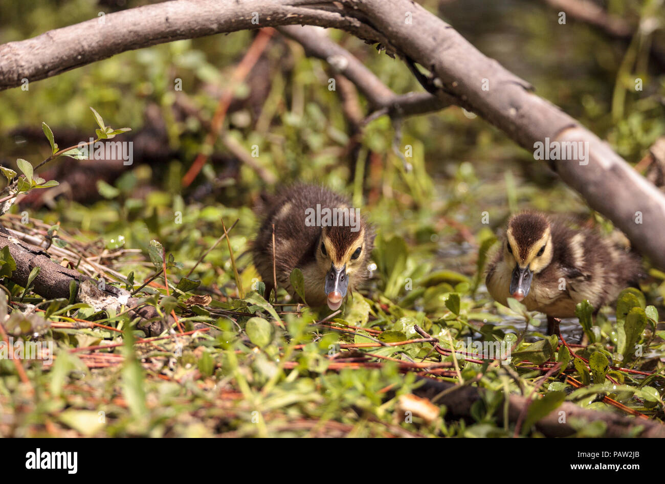Little brown Baby Muscovy ducklings Cairina moschata flock together in ...