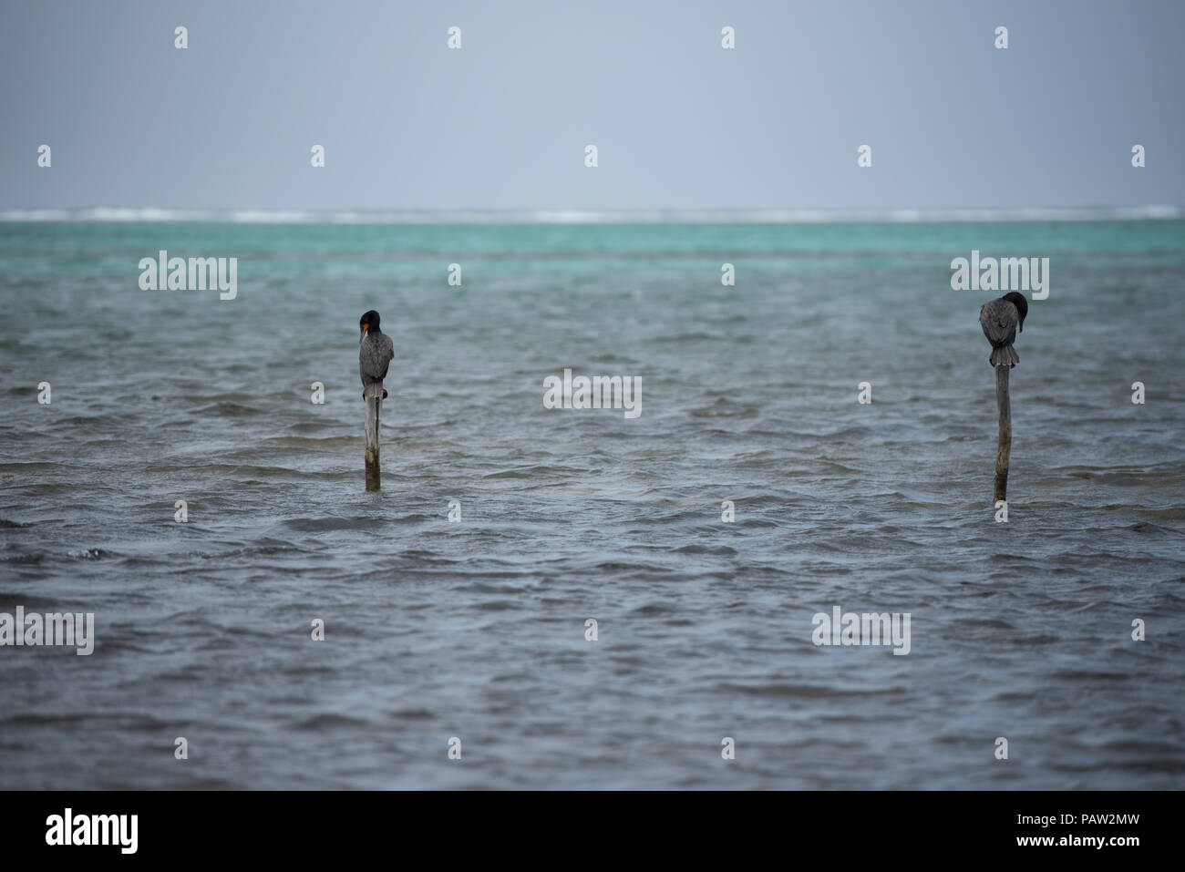 Cancun beach birds hi-res stock photography and images - Alamy
