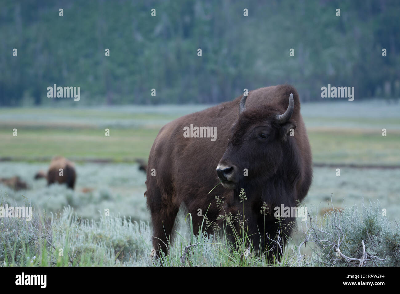 Bison eating hi-res stock photography and images - Alamy