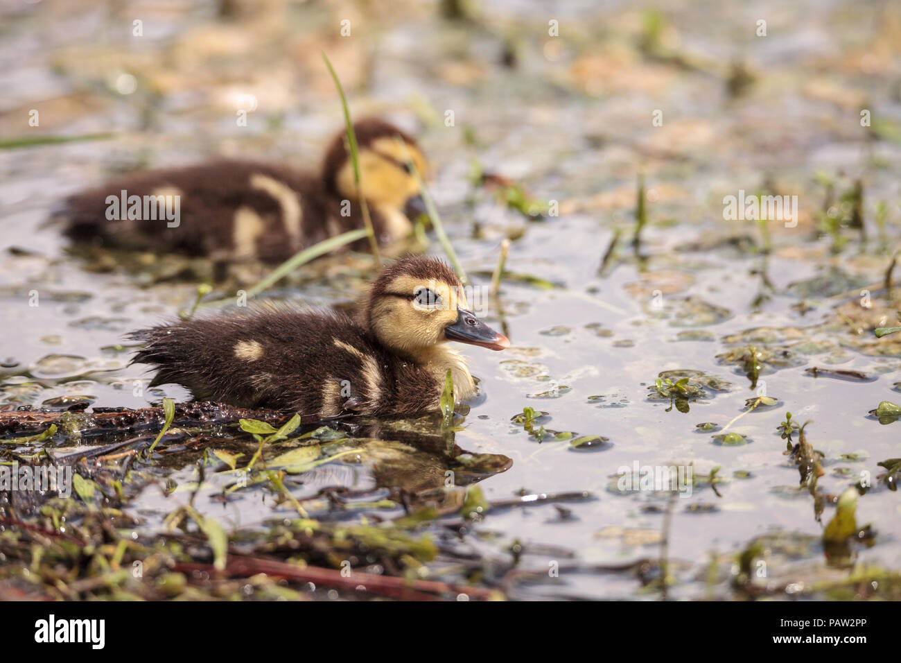 Little brown Baby Muscovy ducklings Cairina moschata flock together in ...