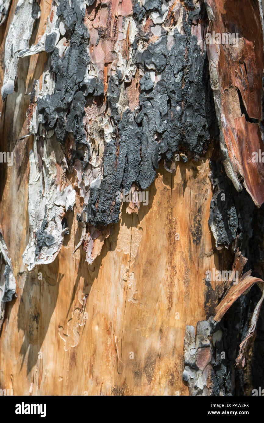 Scorched tree, Montana, USA Stock Photo - Alamy