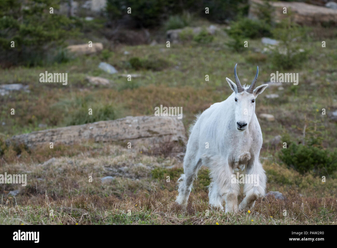 Mountain Goat, Montana USA Stock Photo - Alamy