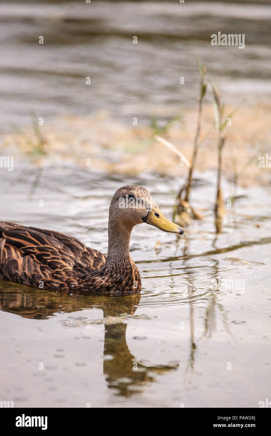 Female Mottled Duck Anas fulvigula fulvigula swims in a pond in Naples ...