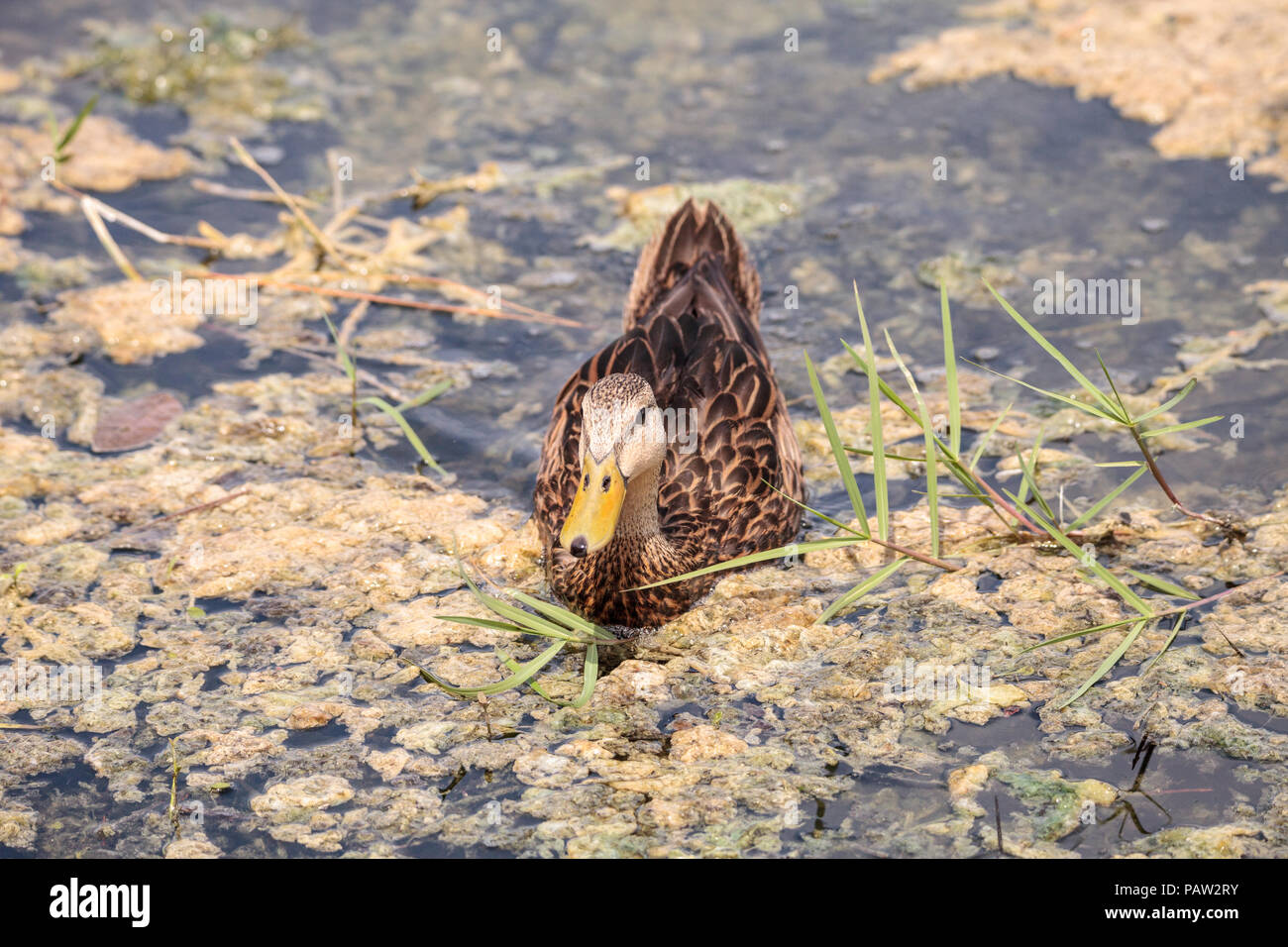 Female Mottled Duck Anas fulvigula fulvigula swims in a pond in Naples ...