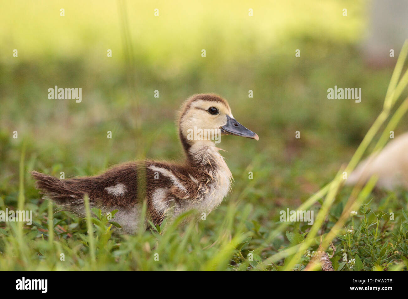 Yellow Baby Muscovy ducklings Cairina moschata in a pond in Naples ...