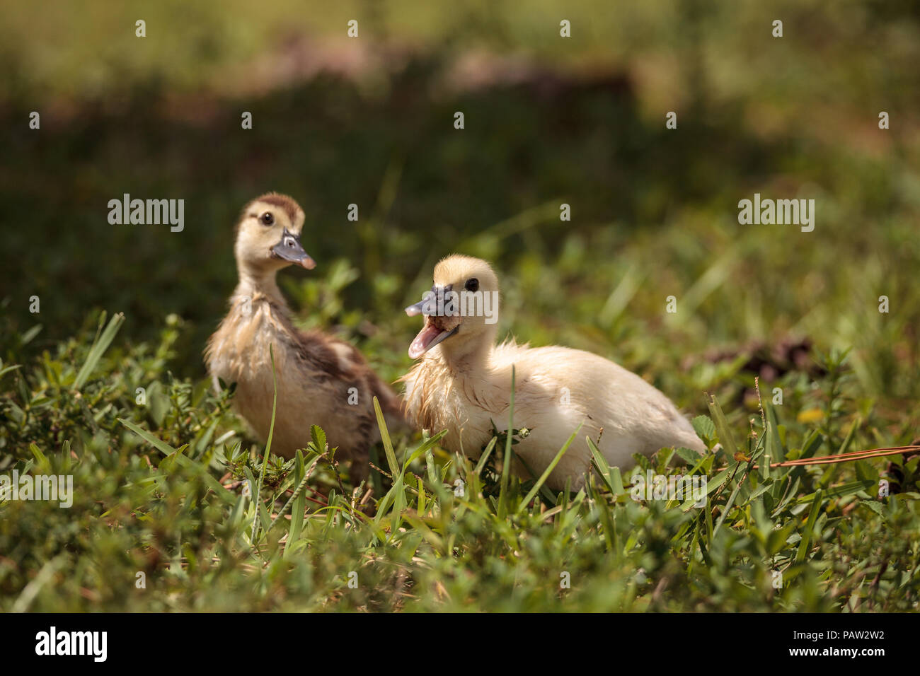 Yellow Baby Muscovy ducklings Cairina moschata in a pond in Naples ...