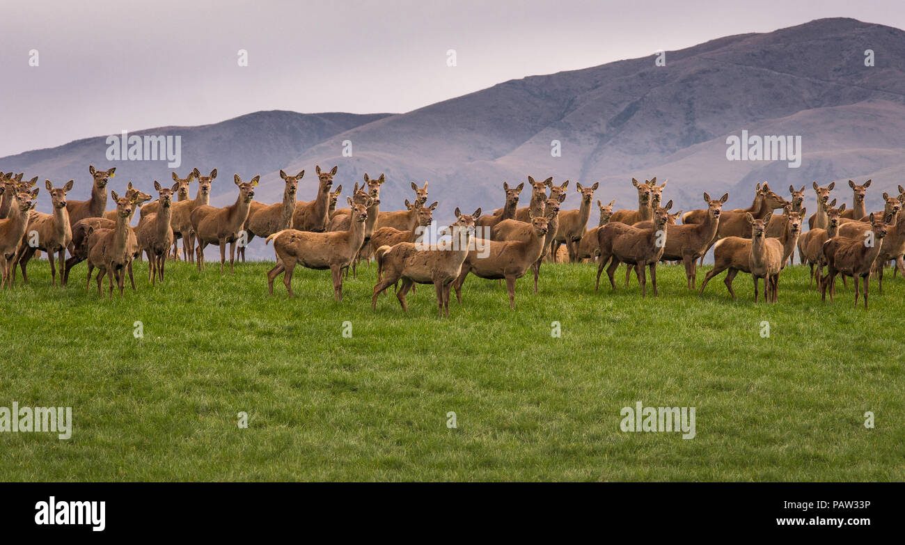 Greenland new zealand hi-res stock photography and images - Alamy