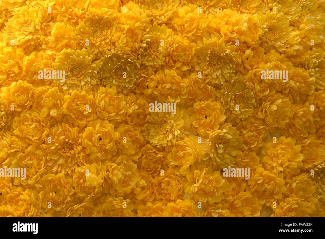 pattern texture of yellow flowers background Stock Photo - Alamy