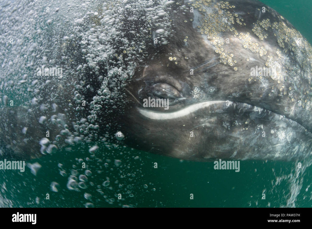 Whale eye close up hi-res stock photography and images - Alamy