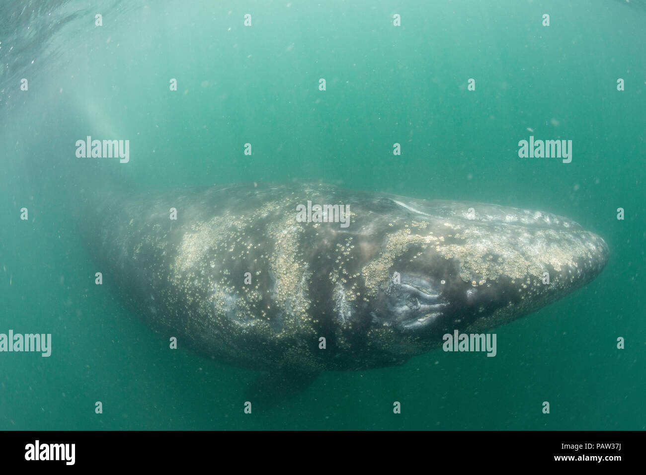 California gray whale, Eschrichtius robustus, underwater in San Ignacio ...
