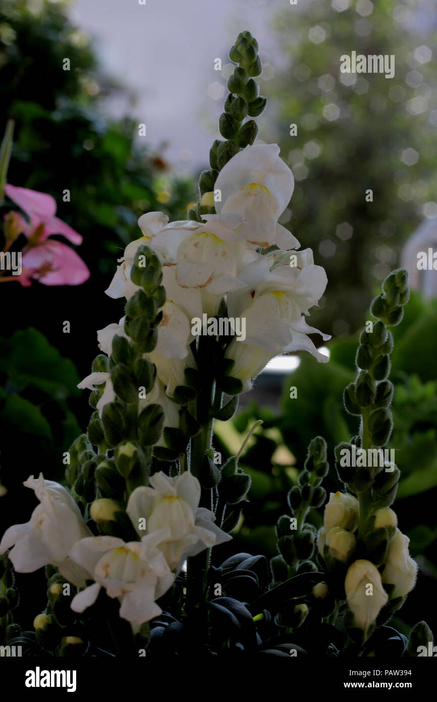 Muflier flower hi-res stock photography and images - Alamy