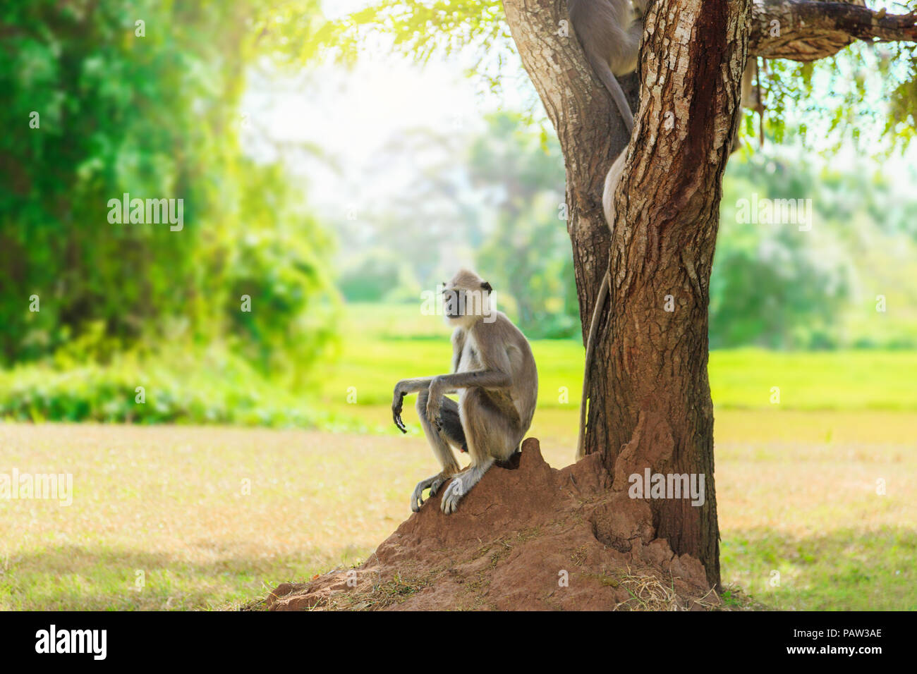 monkey in the jungle sitting under a tree Stock Photo - Alamy