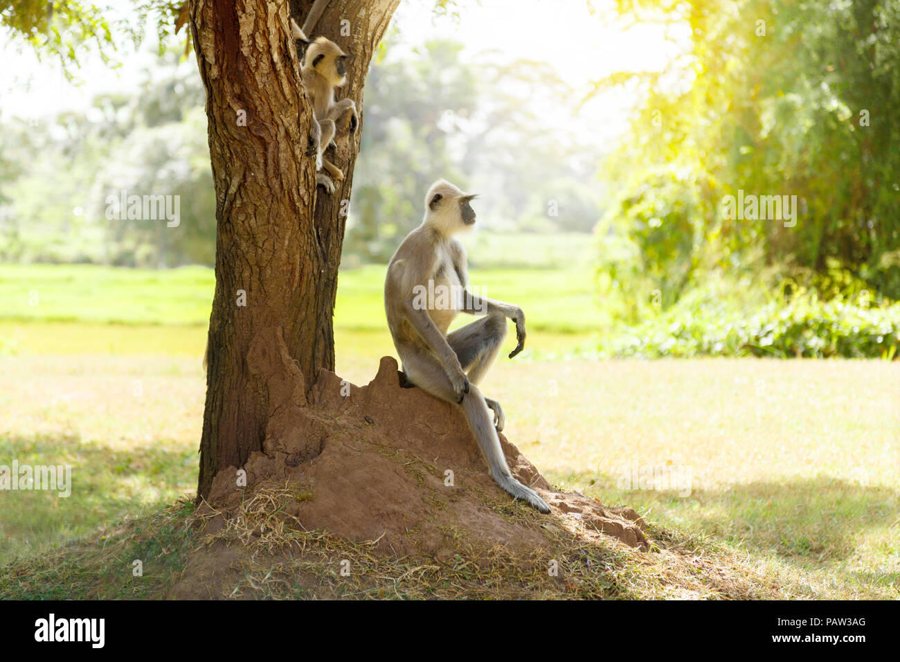 monkey in the jungle sitting under a tree Stock Photo - Alamy