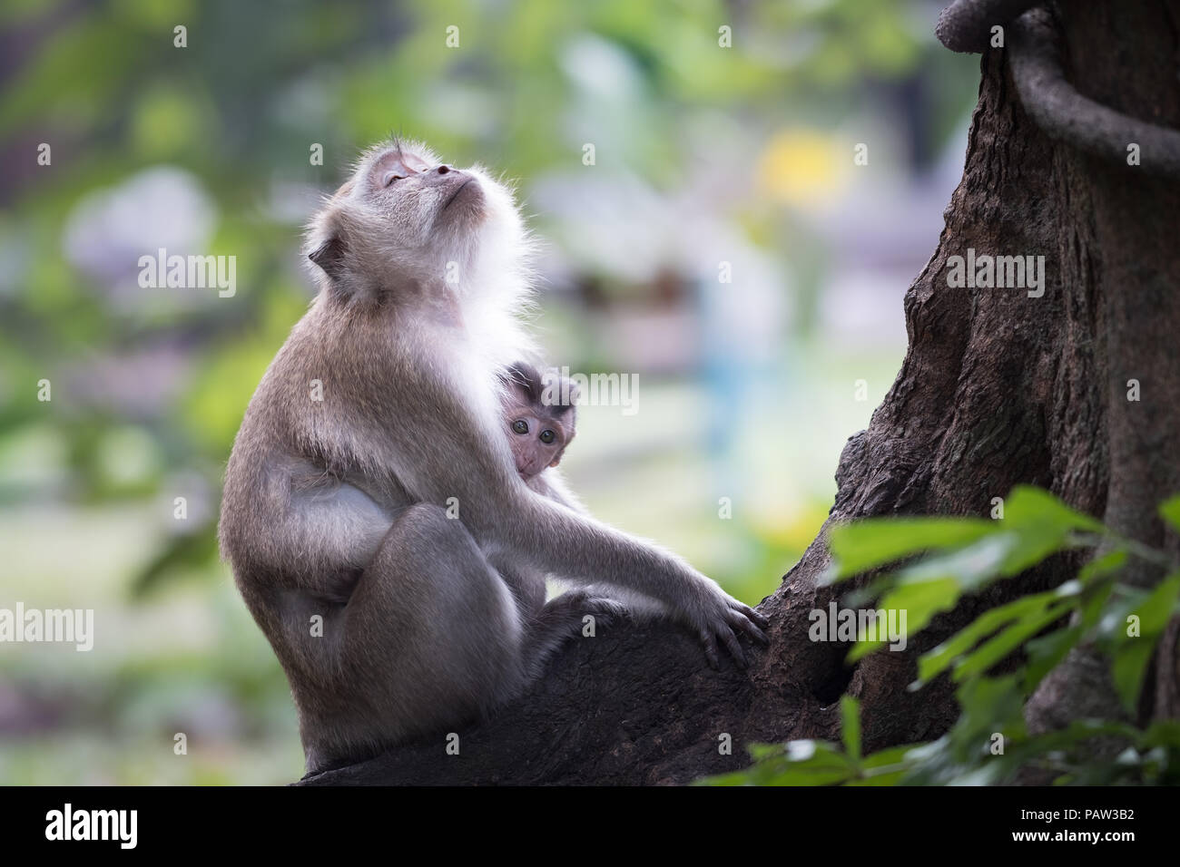 Real life of monkey in forest hi-res stock photography and images - Alamy