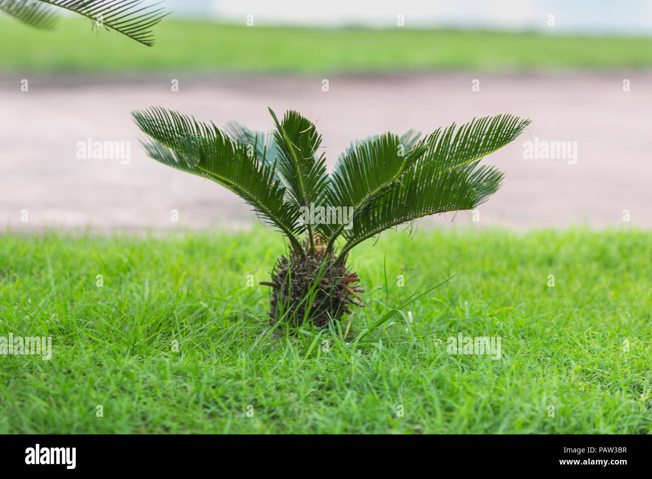 Sagu tree hi-res stock photography and images - Alamy