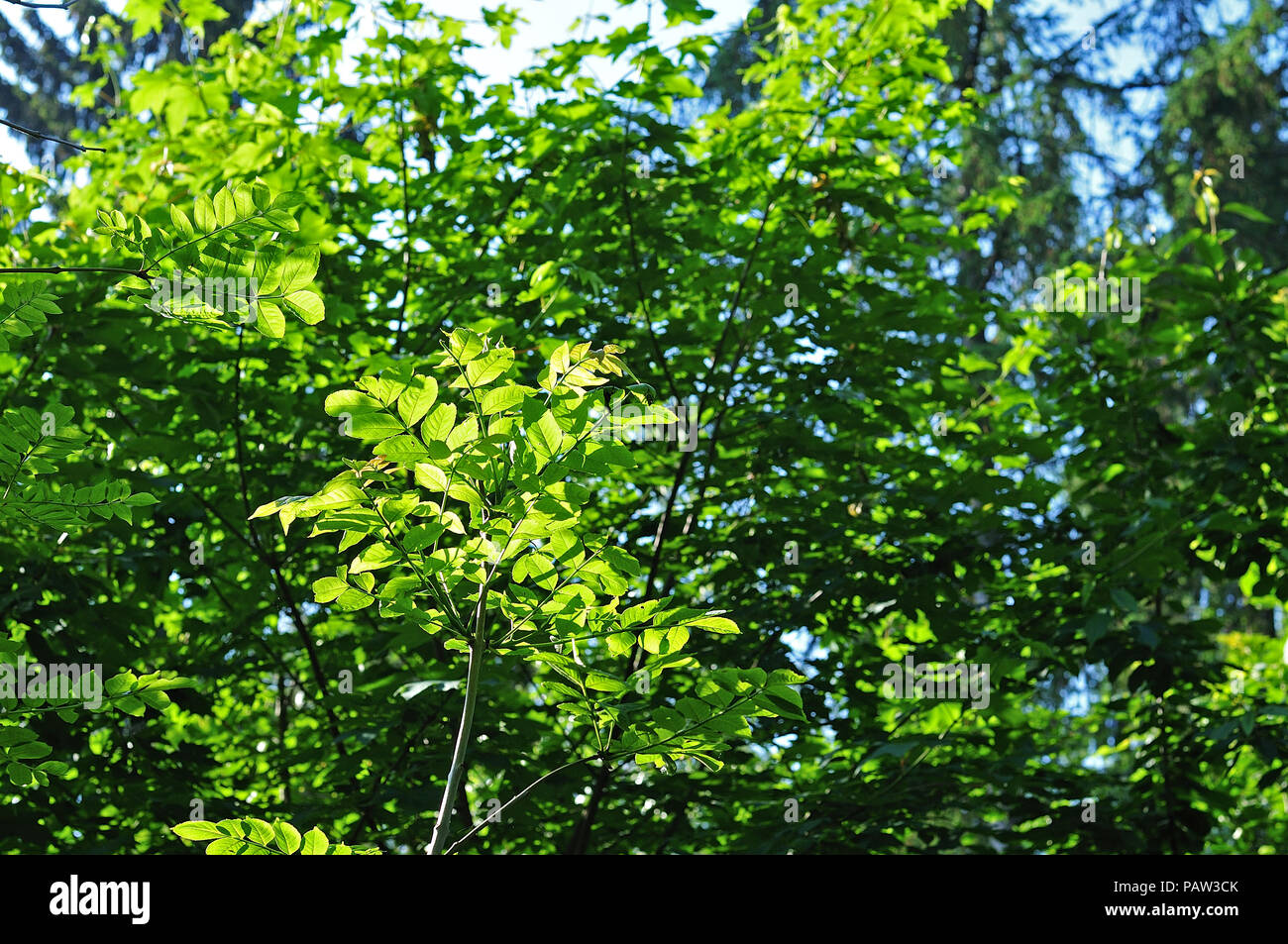 ash tree in forest with green pinnate leaves in bright sunlight Stock ...