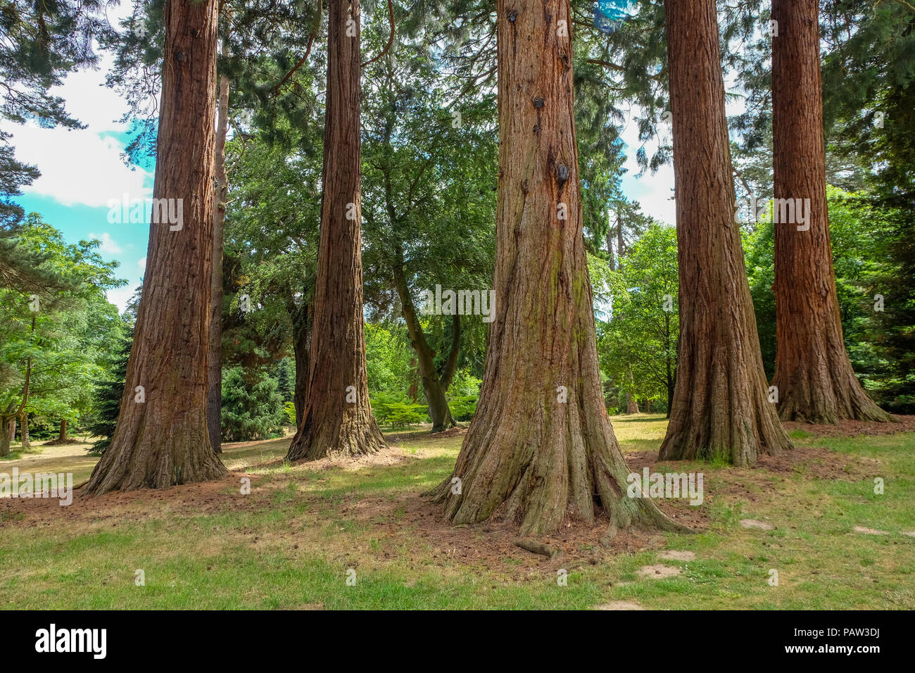 Boles of redwood trees, Valley Gardens, Windsor Great Park, UK Stock ...