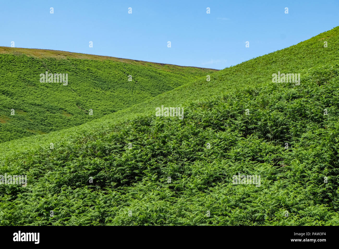 Ferns on hillside, Peak District, UK Stock Photo - Alamy