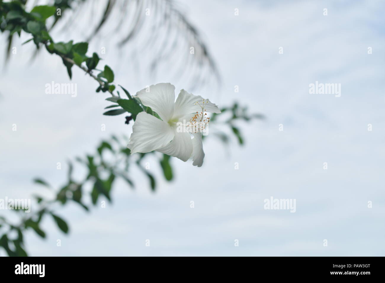 Gumamela flower hi-res stock photography and images - Alamy