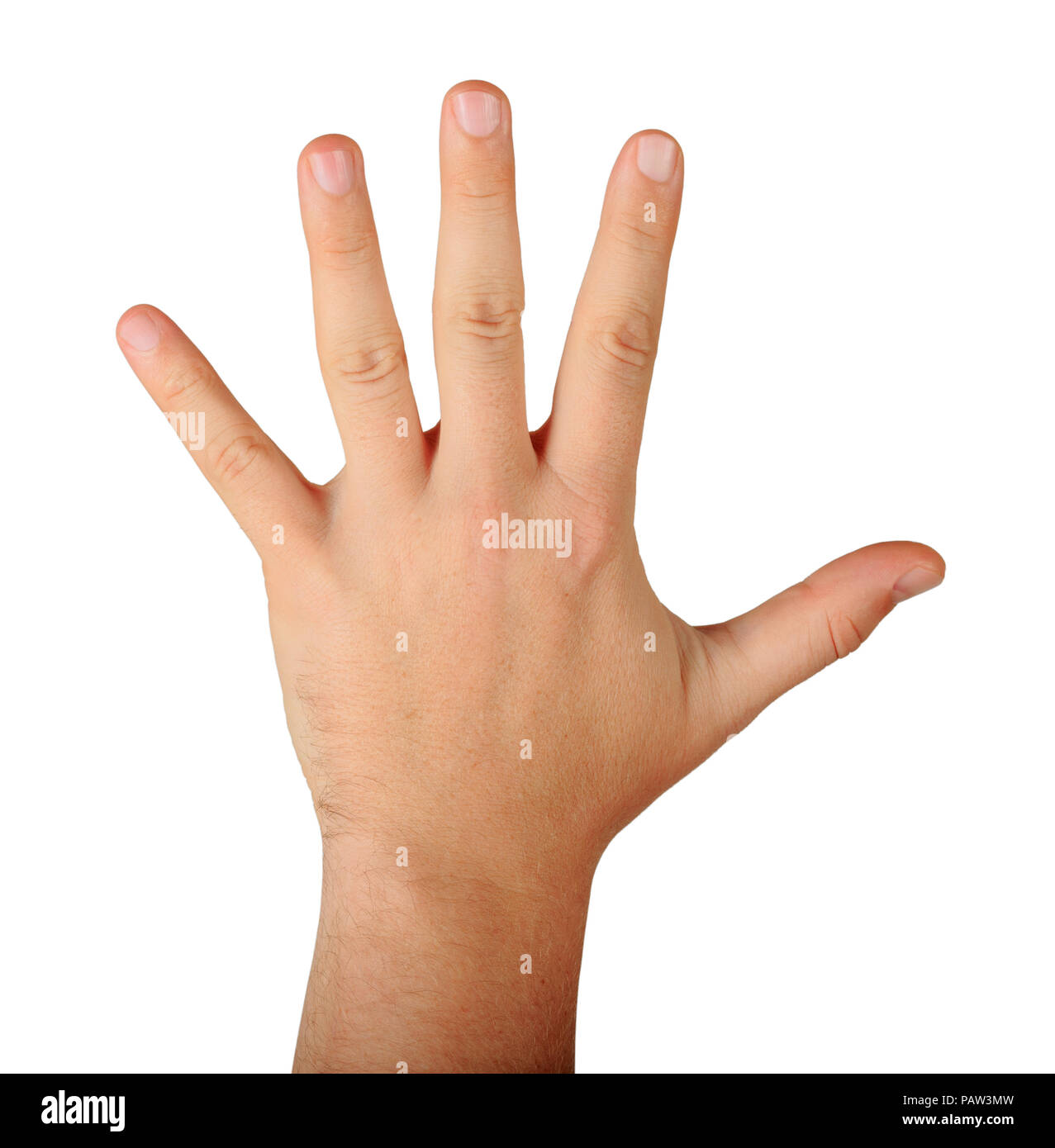 male hand with five fingers rear view isolated on white background ...