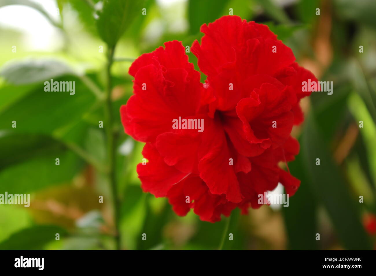 Gumamela flower hi-res stock photography and images - Alamy
