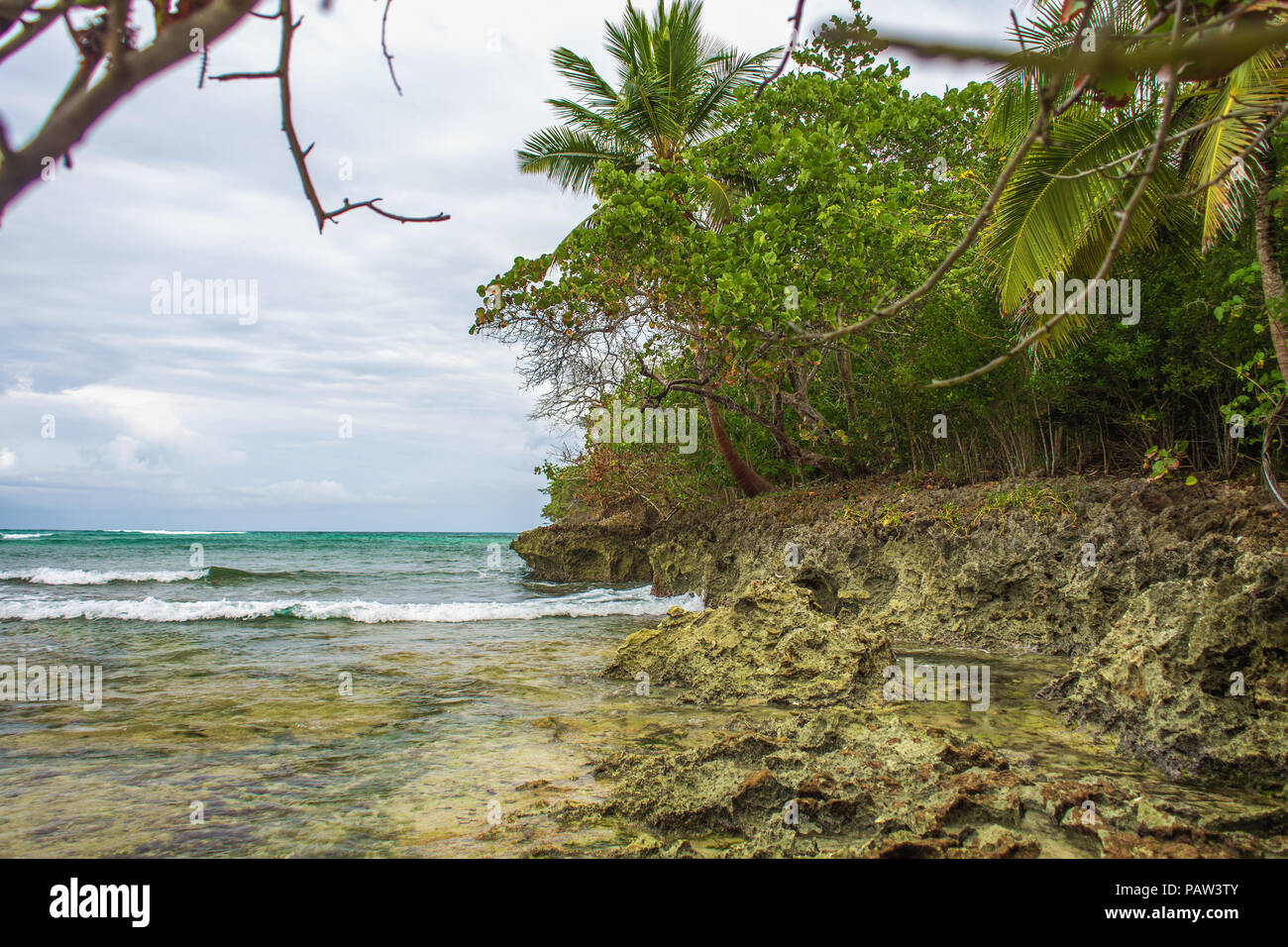 Wild tropical shore. South landscape: ocean, palm trees, sky with white ...