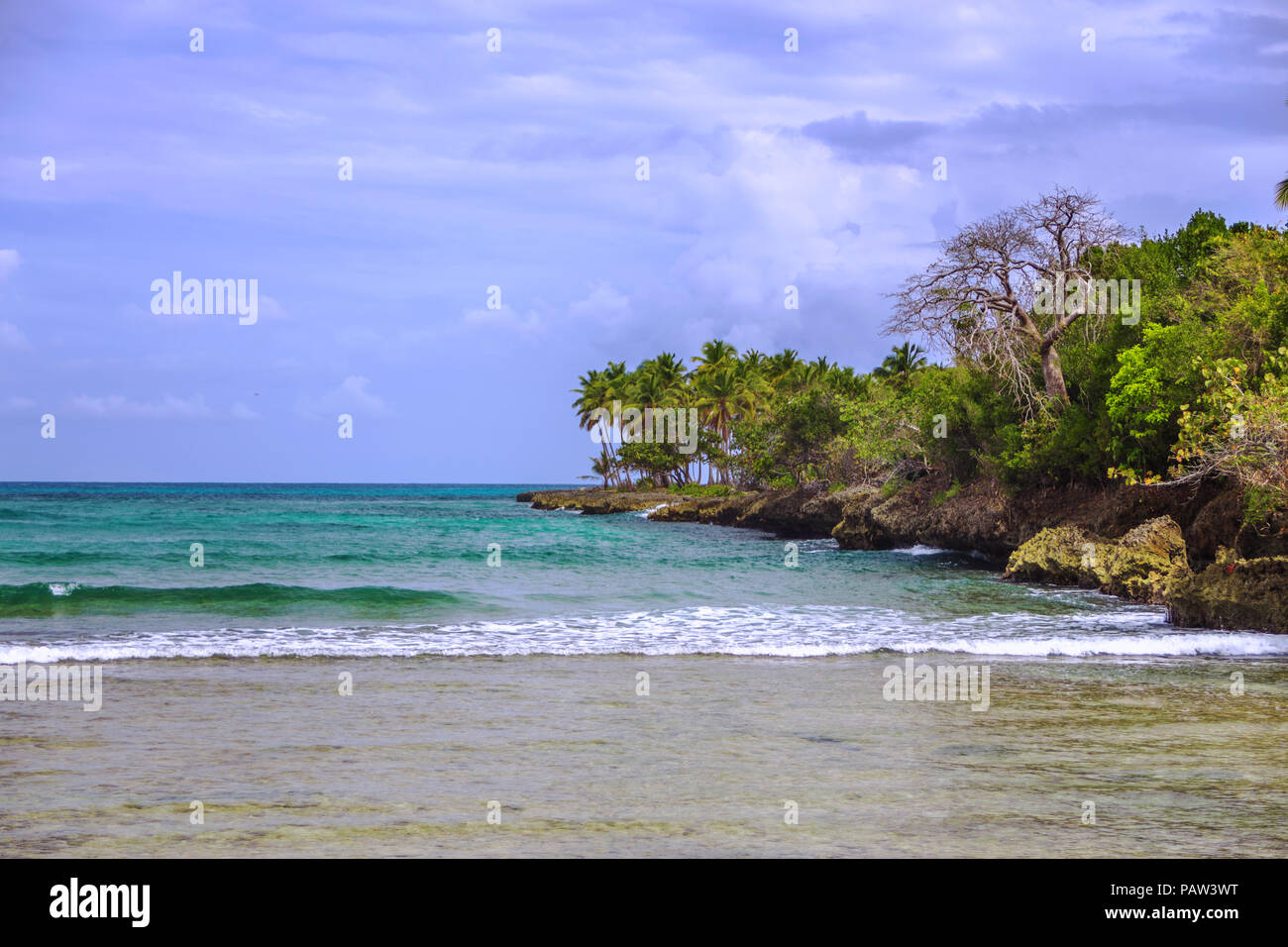 Wild tropical shore. South landscape: ocean, palm trees, sky with white ...