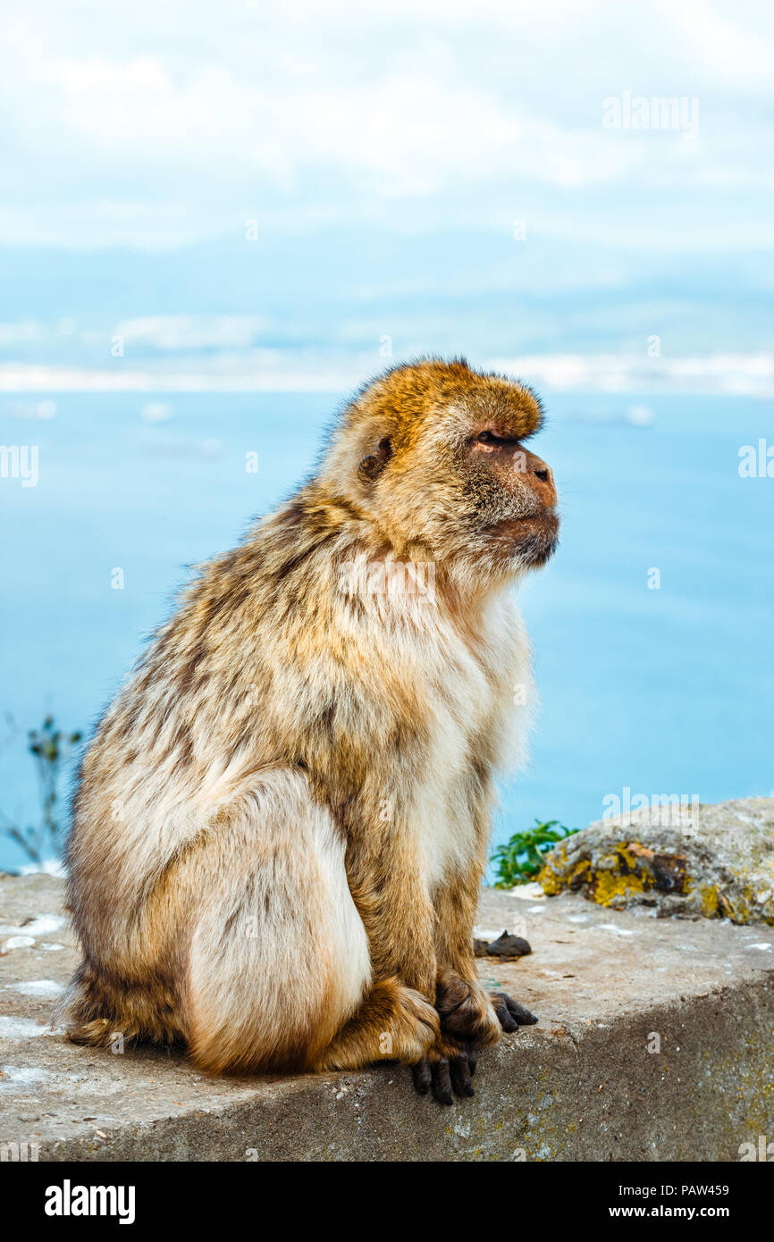 portrait of a wild male macaque. Macaques are one of the most famous ...
