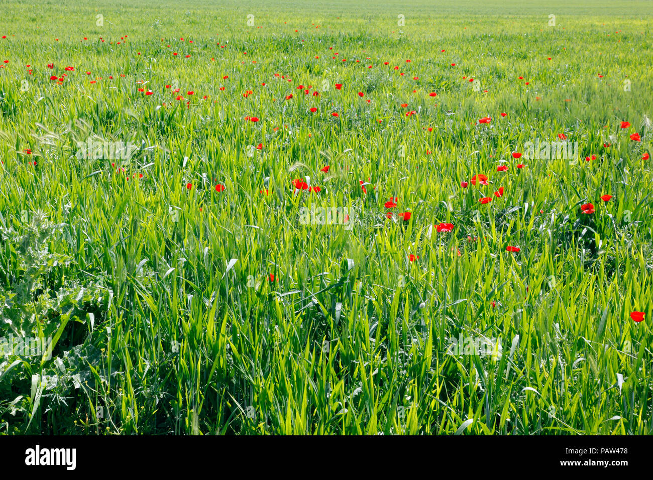green bright grass for background Stock Photo - Alamy