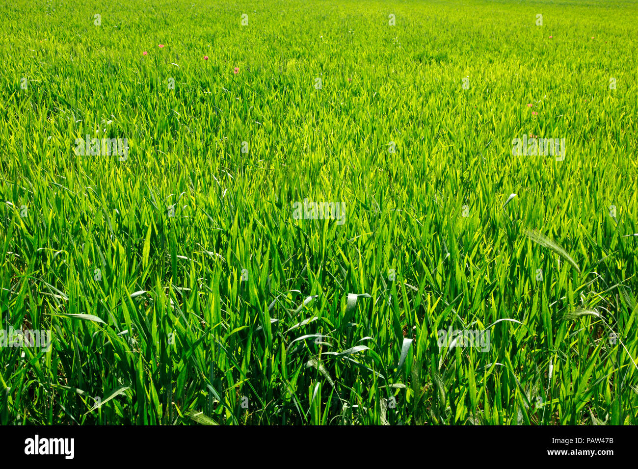 green bright grass for background Stock Photo - Alamy