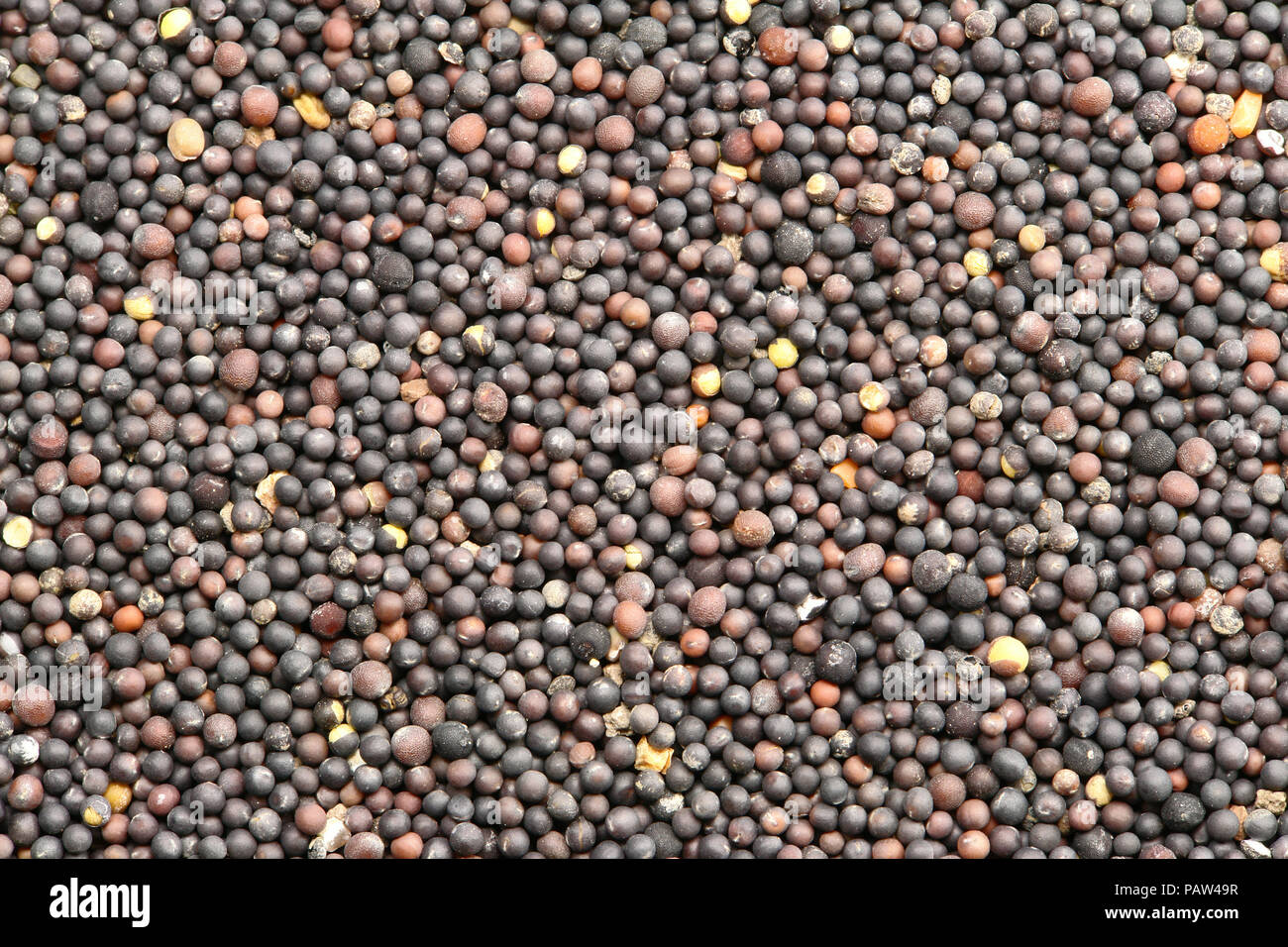 Black seed hi-res stock photography and images - Alamy