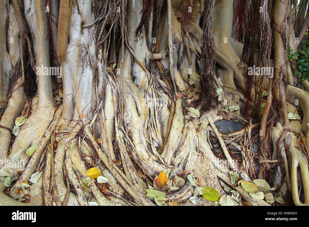 Jardin Canario - botanical garden of Gran Canaria, Spain. Ficus ...