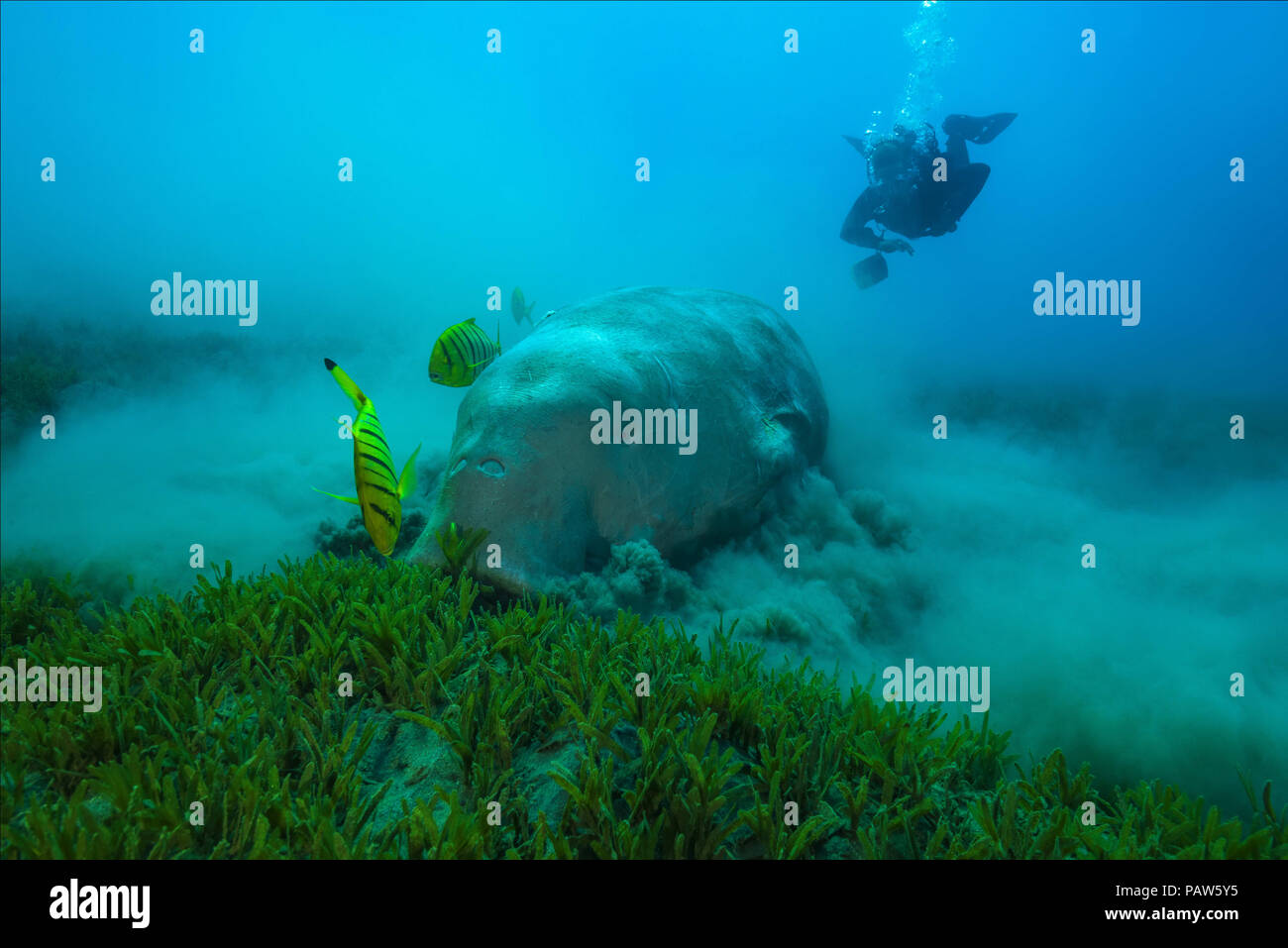 Cow eating seaweed hi-res stock photography and images - Alamy