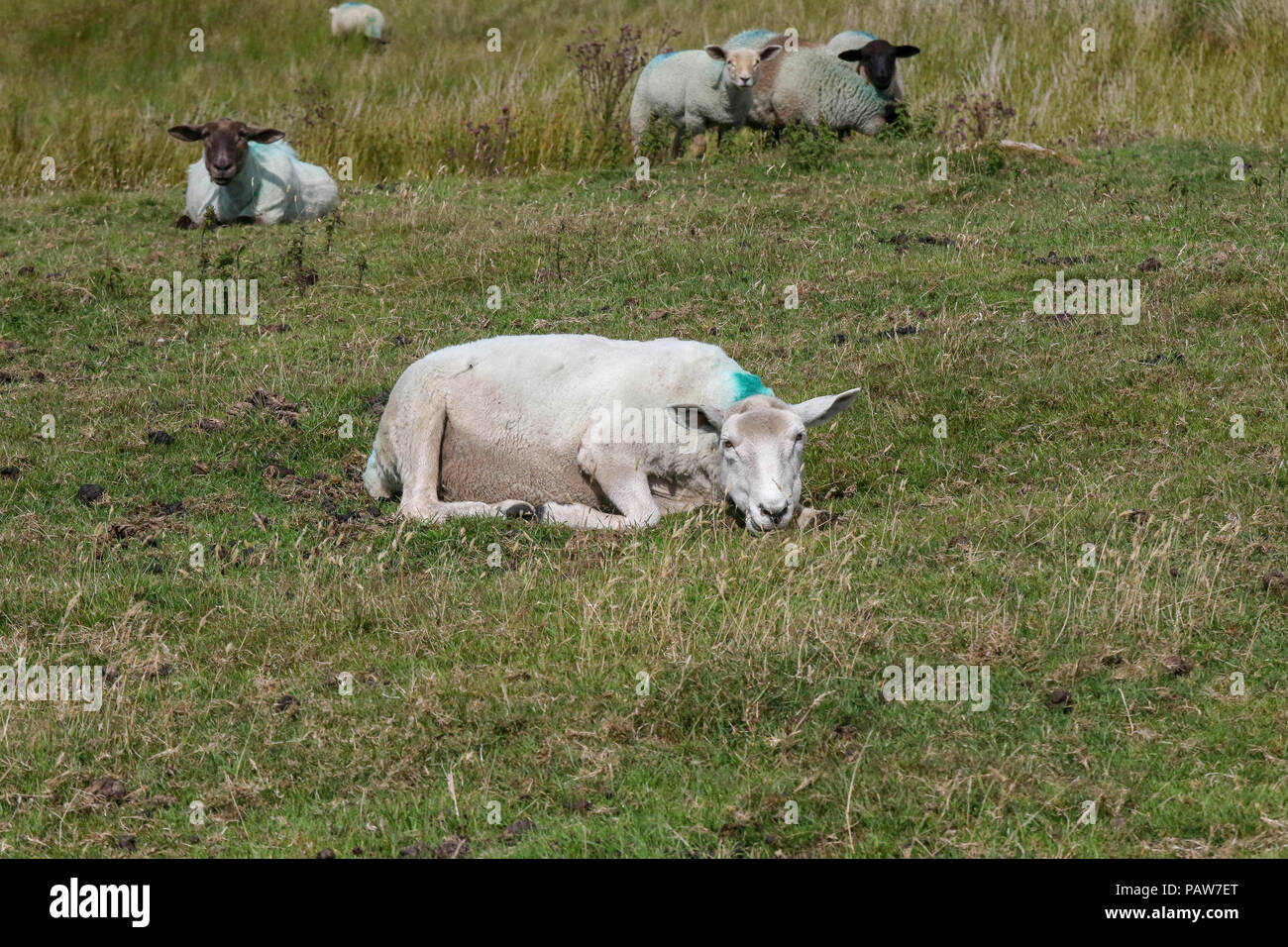 Sheep lying down sheep hi-res stock photography and images - Alamy