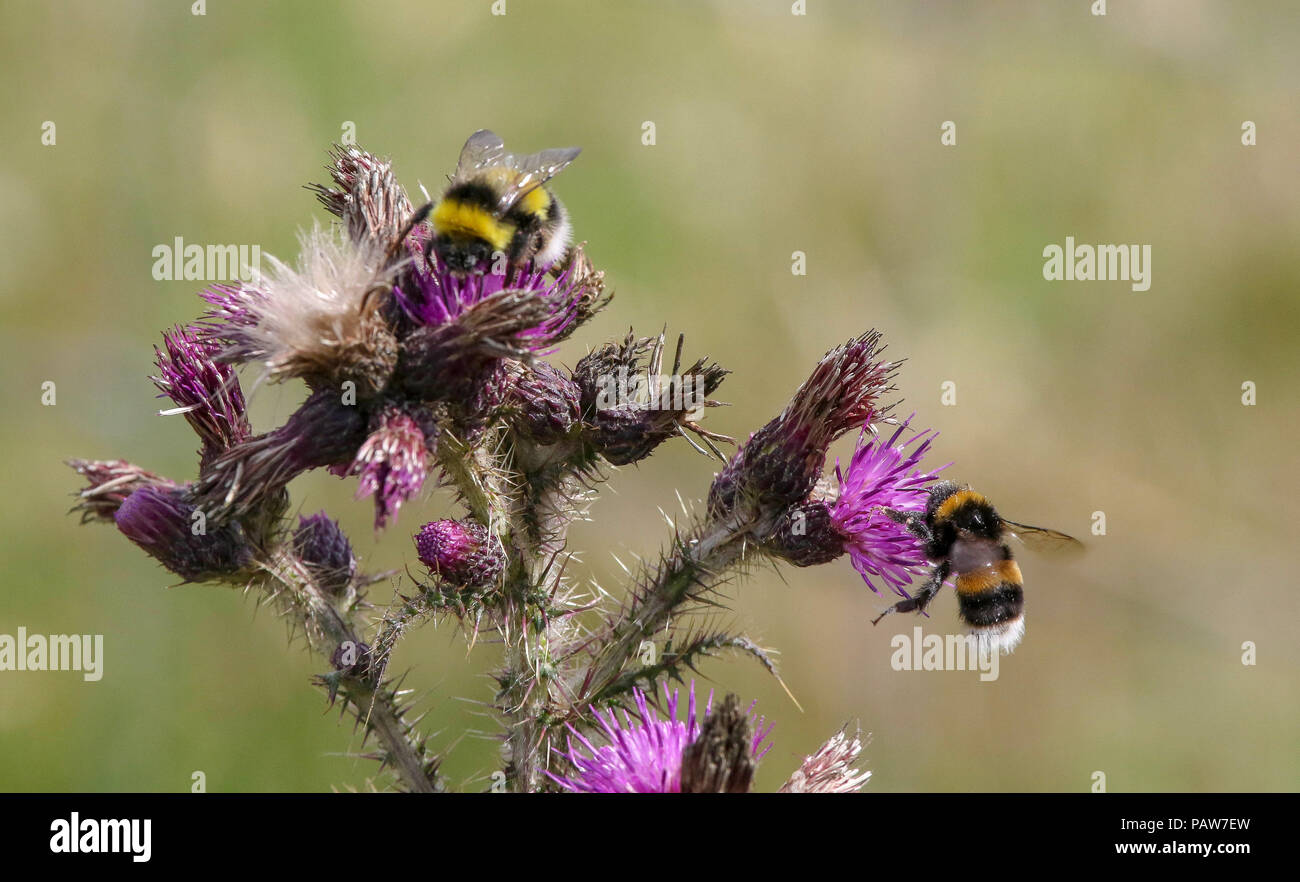 Slieve Croob, Dromara Hills, County Down, Northern Ireland. 24 July ...