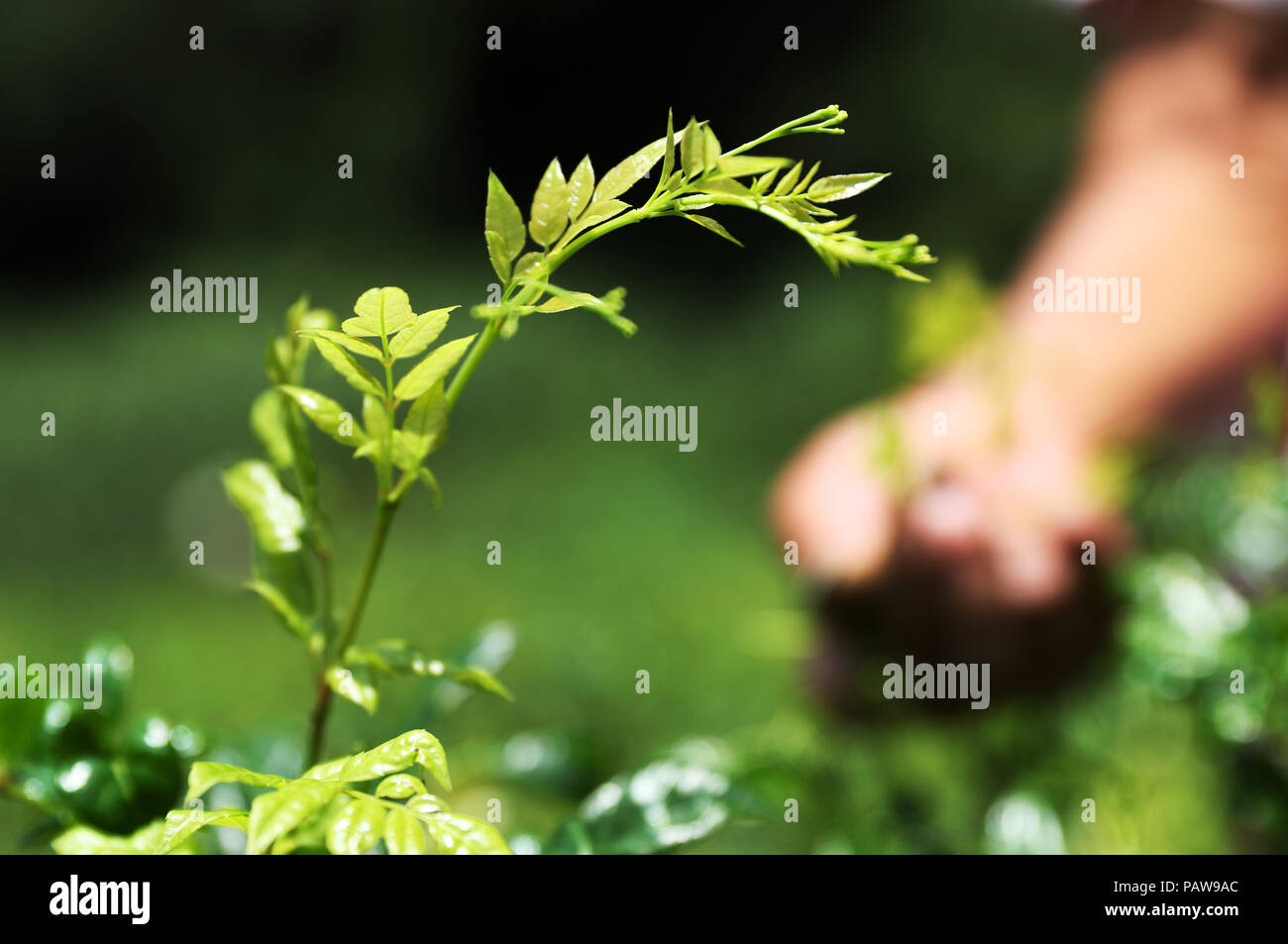 (180725) -- CHONGQING, July 25, 2018 (Xinhua) -- The vine tea, made ...