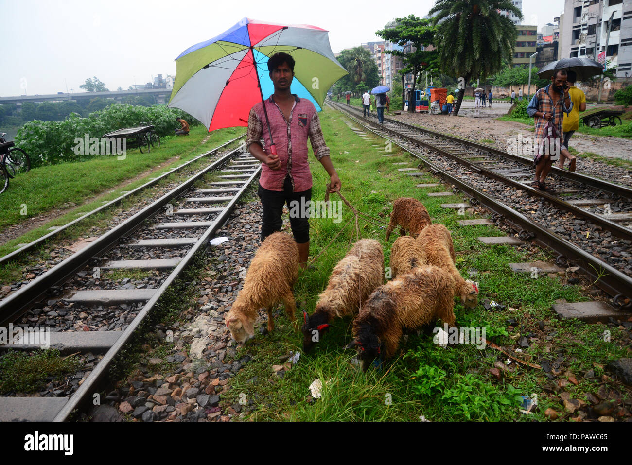 , Bangladesh, On July 24, 2018 A Man feeding grass his sheep during ...