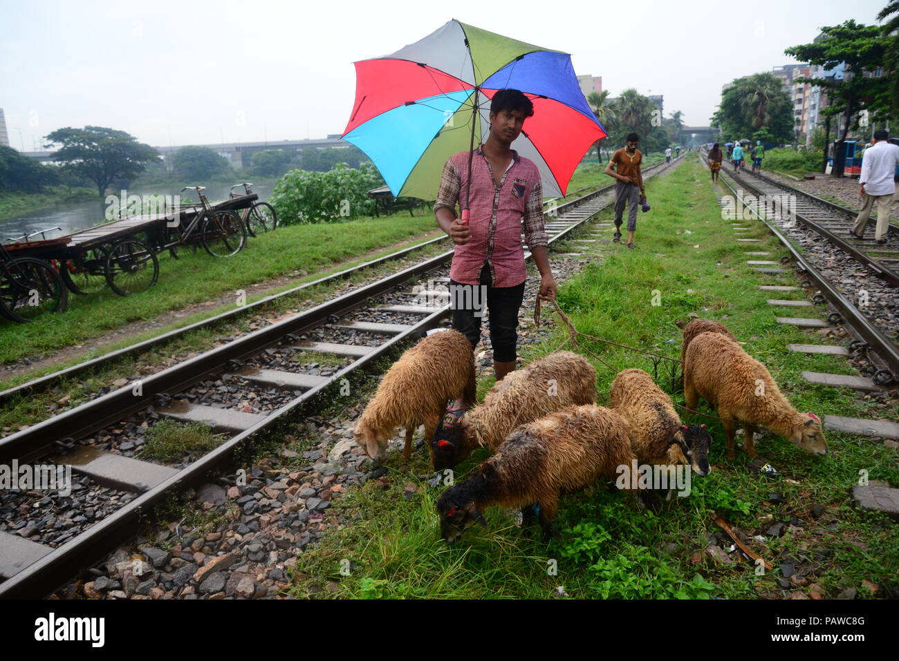 Sheep on railway track hi-res stock photography and images - Alamy