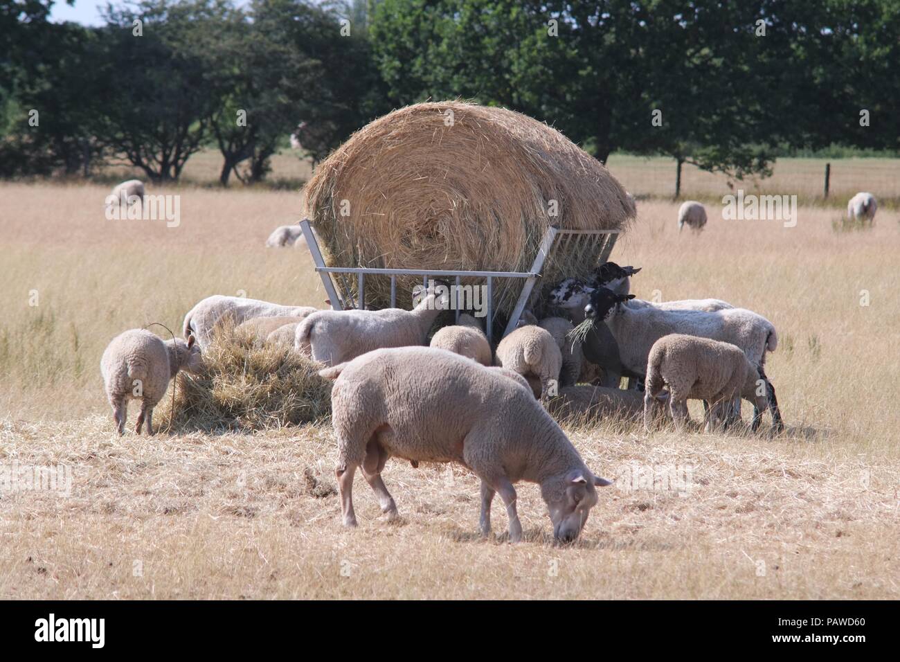 Ripe, East Sussex, UK. 25th July 2018. Sheep enduring the heat in Ripe ...