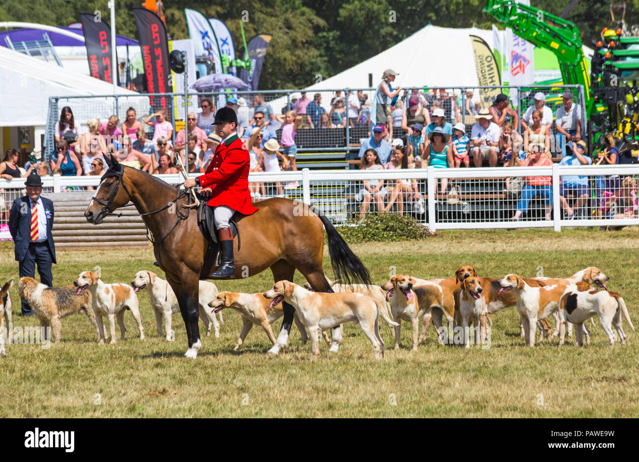 New forest hounds hi-res stock photography and images - Alamy