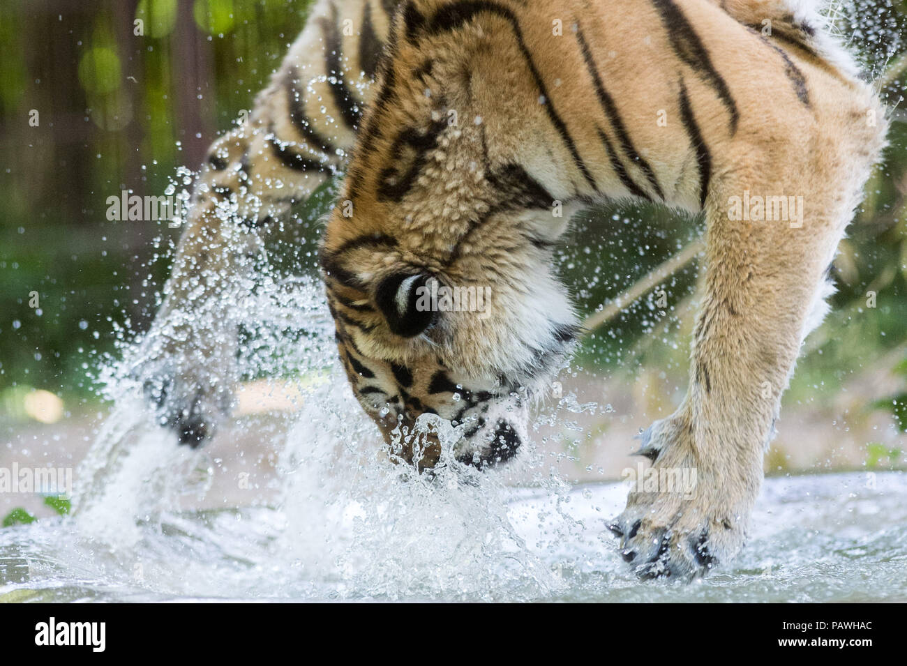 Germany, Magdeburg. 25th July, 2018. Tiger "Stormi" enjoys eating in ...