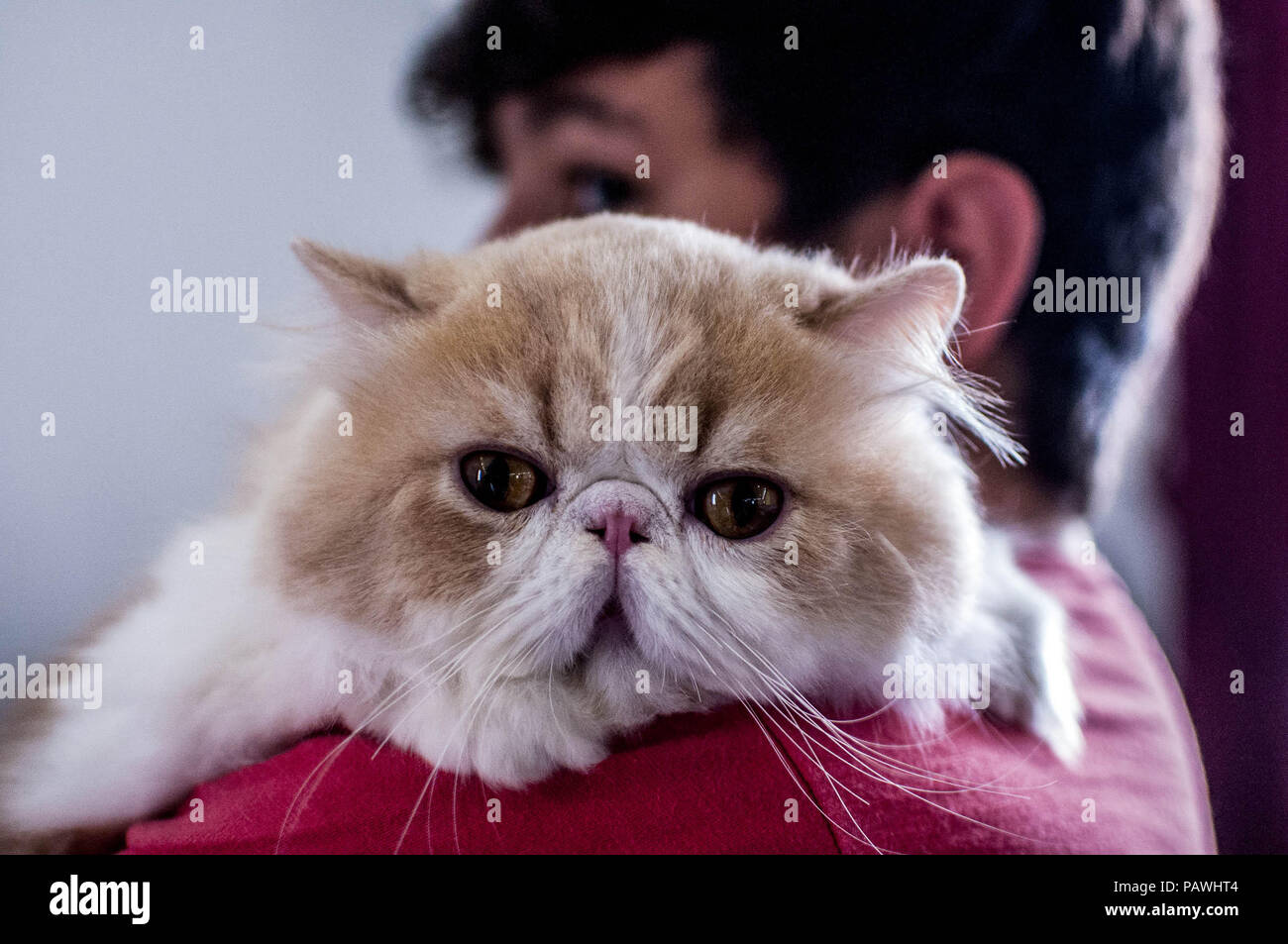 Sao Paulo, Brazil. 25th July 2018. Cat Club Exhibition: The cat exhibit ...