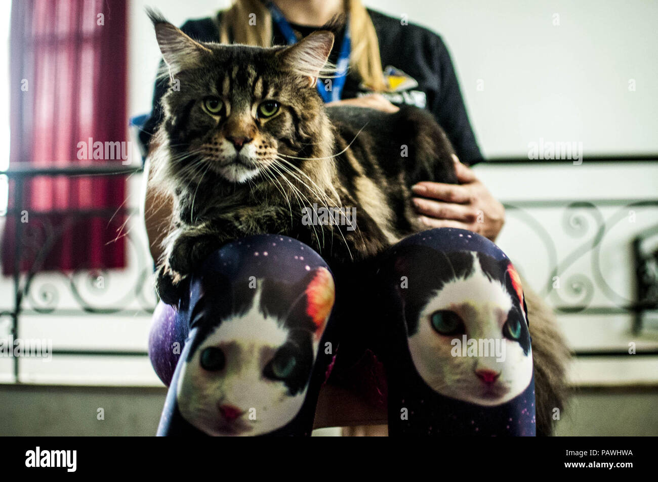 Sao Paulo, Brazil. 25th July 2018. Cat Club Exhibition: The cat exhibit ...